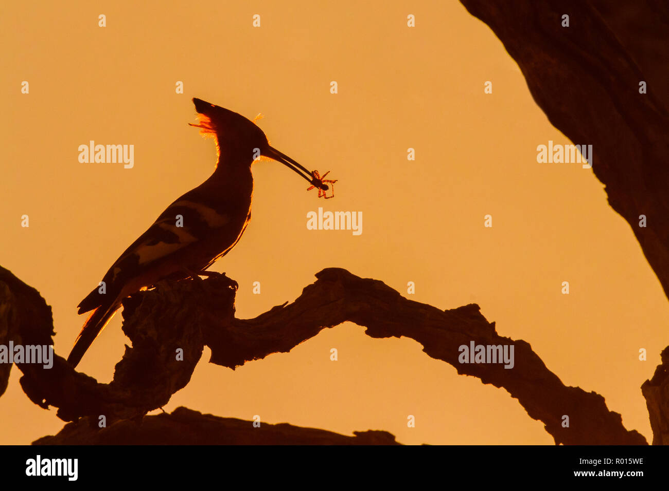 African hoopoe in Kruger National park, South Africa ; Specie Upupa ...