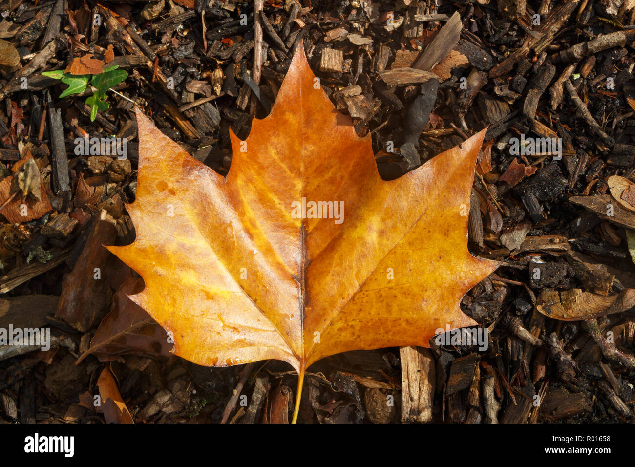 Dead maple leaf hi-res stock photography and images - Alamy
