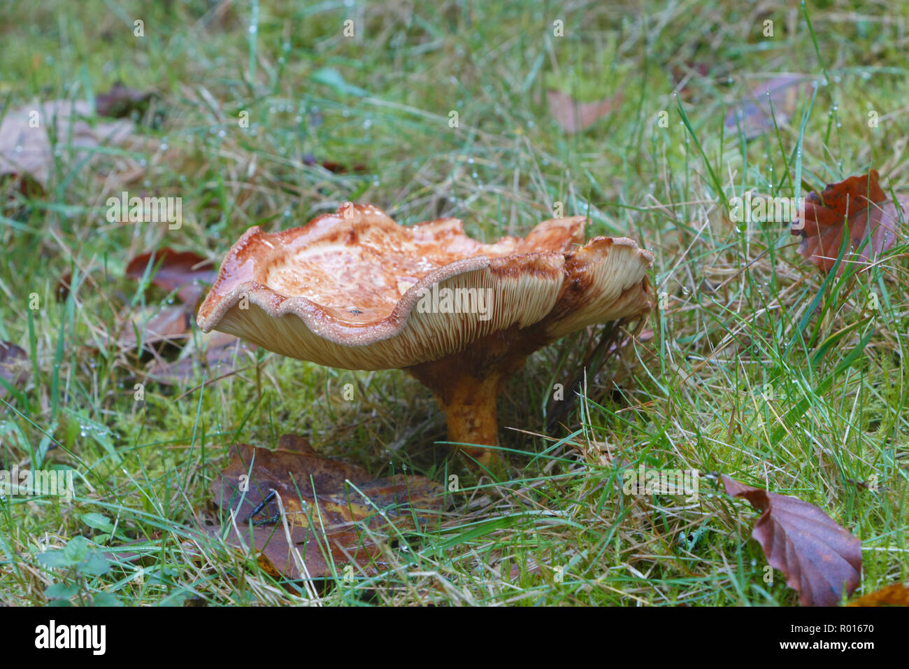 Rufous milkcap mushroom between dead leaves in grass during autumn ...