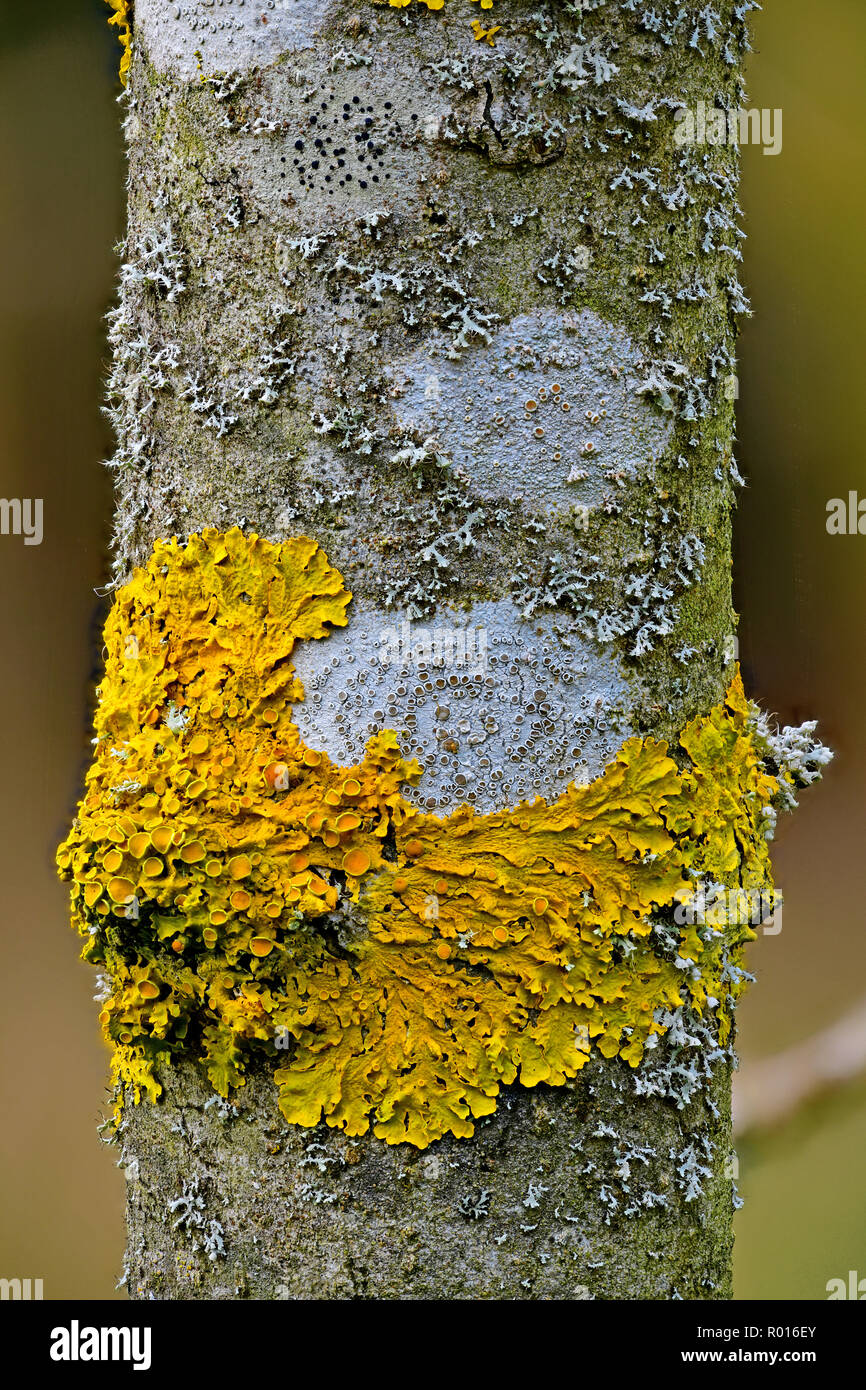 Worn tree bark covered in yellow white and black lichen Stock Photo - Alamy