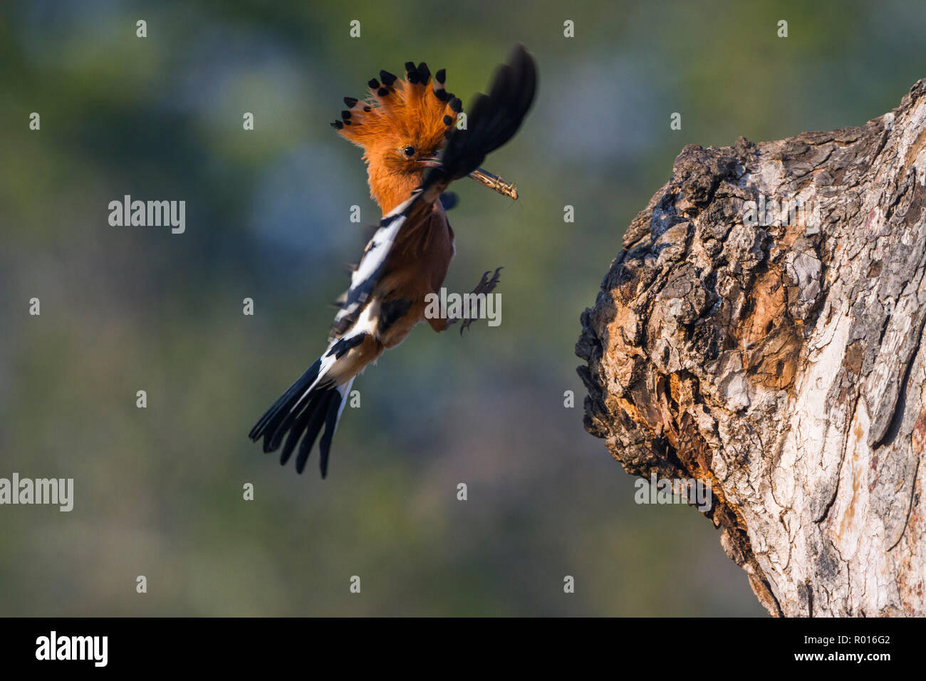 African hoopoe in Kruger National park, South Africa ; Specie Upupa ...