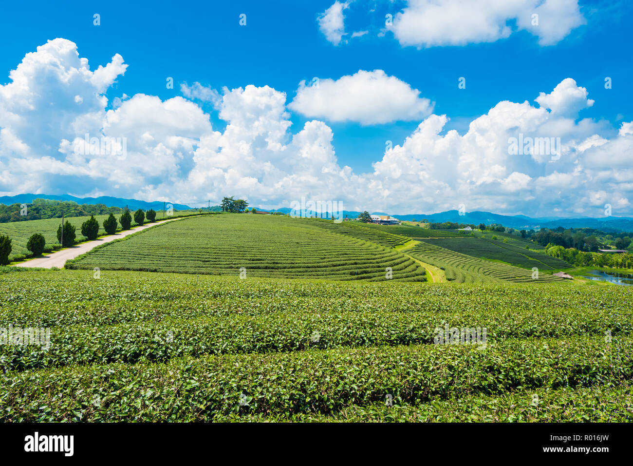 Landscape view of tea plantation at at choui fong farm,Chiang Rai ...