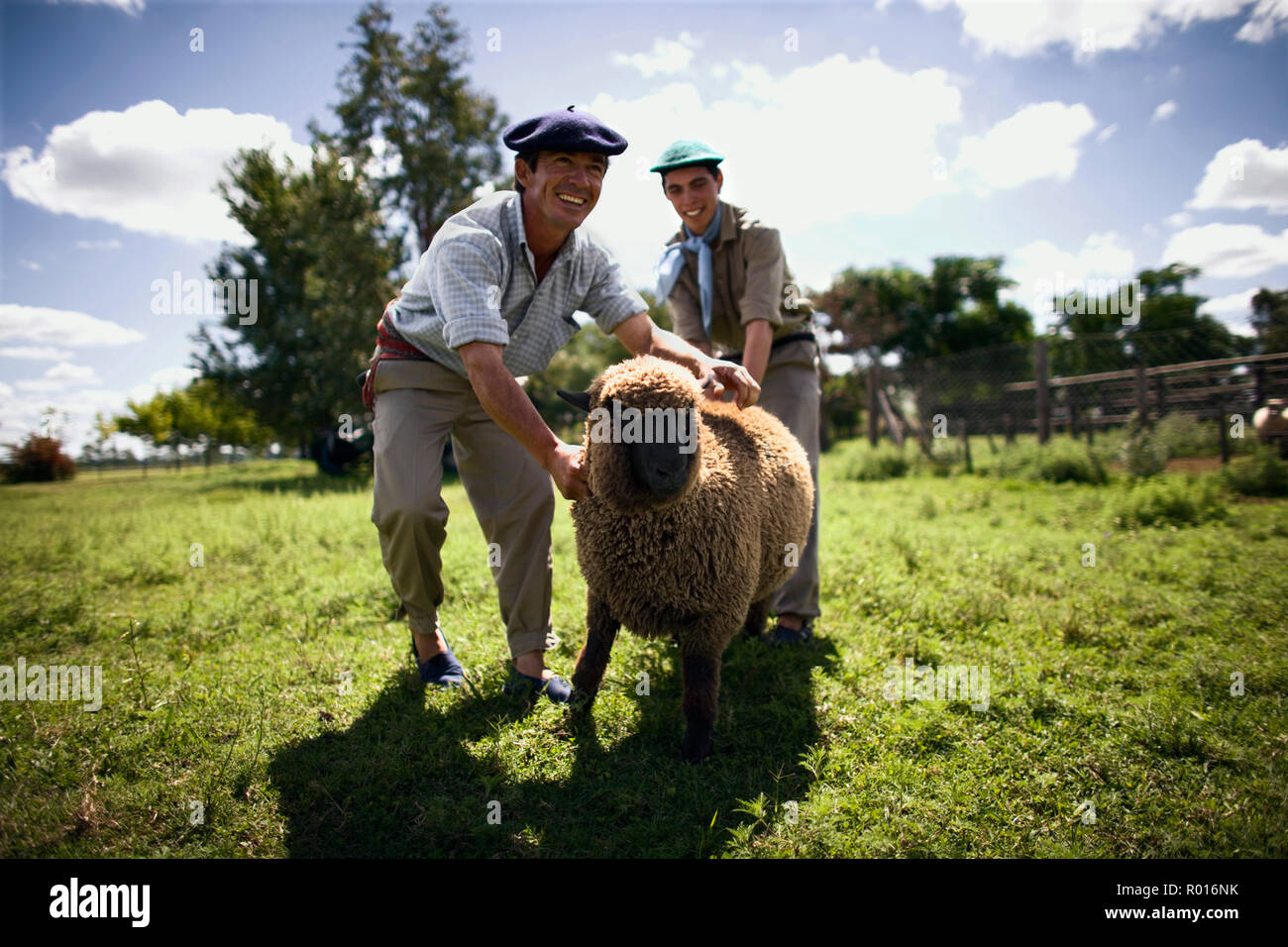 Sheep enjoying the view hi-res stock photography and images - Alamy