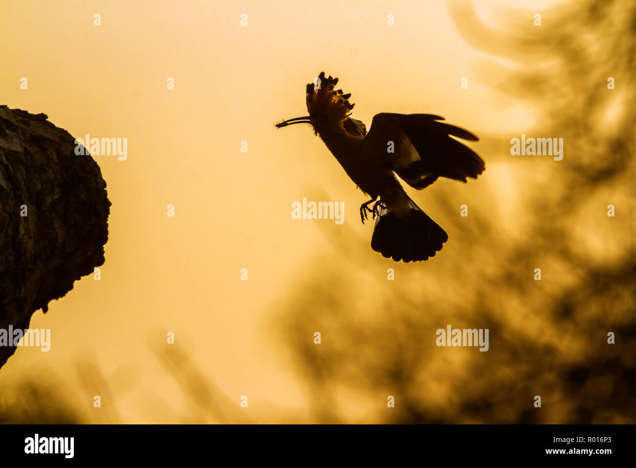 African hoopoe in Kruger National park, South Africa ; Specie Upupa ...