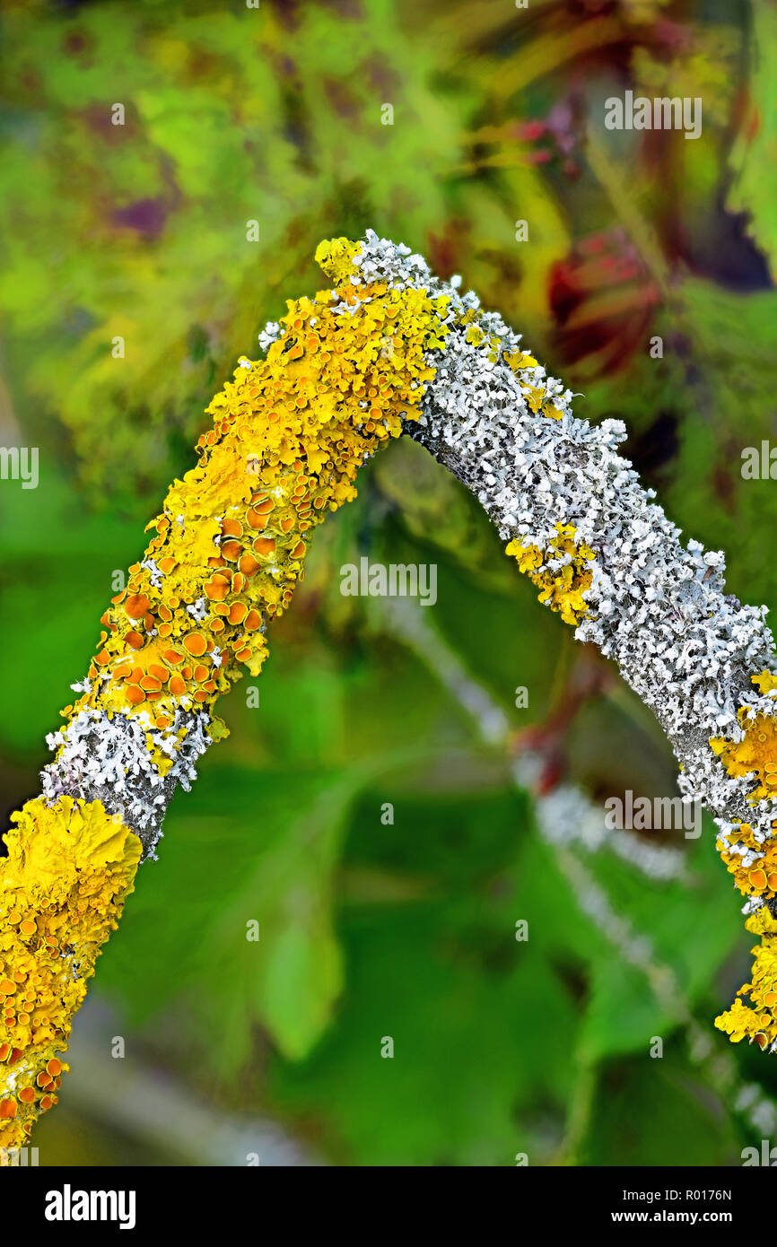 Yellow and white tree lichen in V shape Stock Photo - Alamy