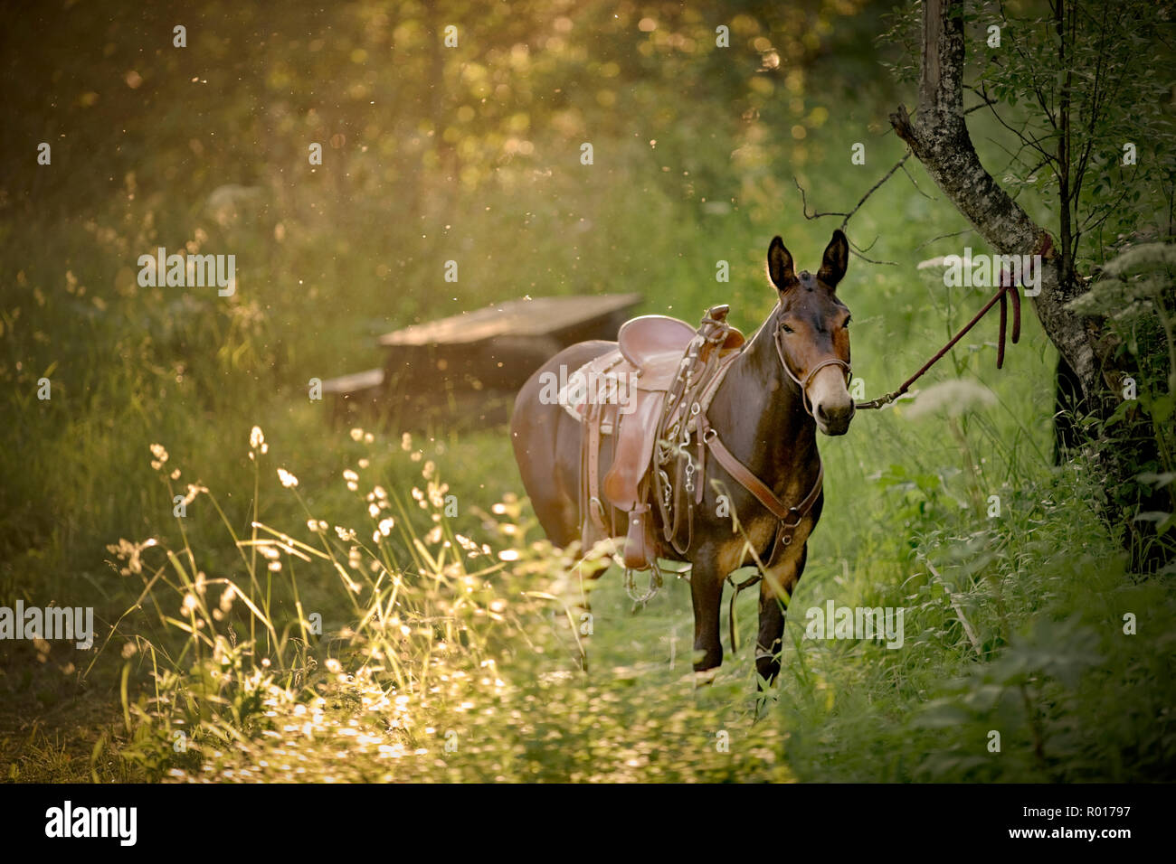 Horse tied tree standing in hi-res stock photography and images - Alamy