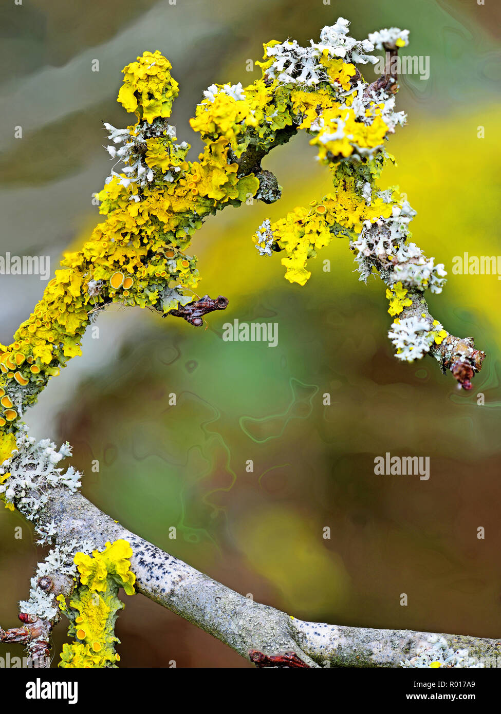 Yellow and white tree lichen in V shape Stock Photo - Alamy