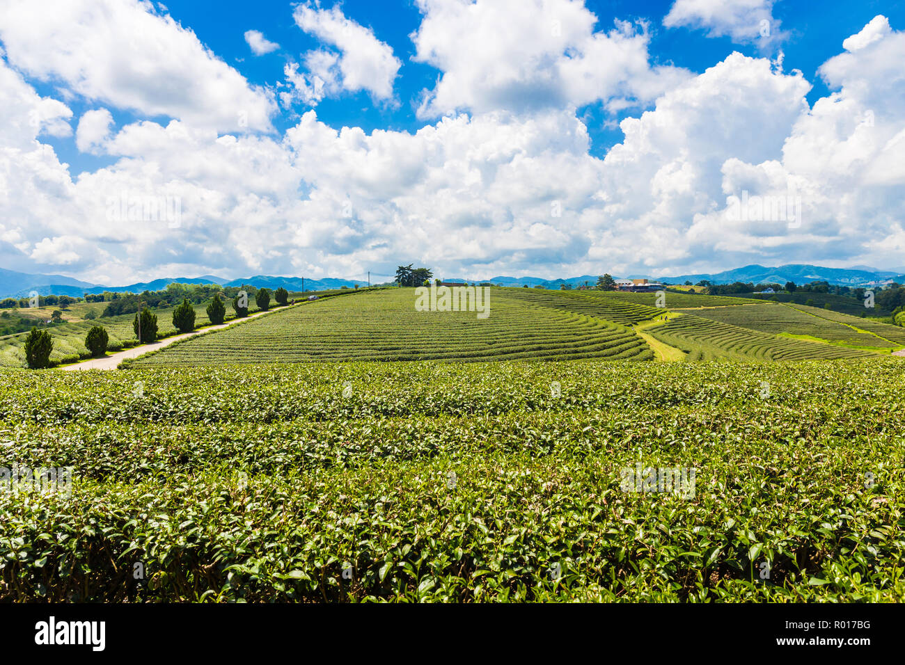 Landscape view of tea plantation at at choui fong farm,Chiang Rai ...