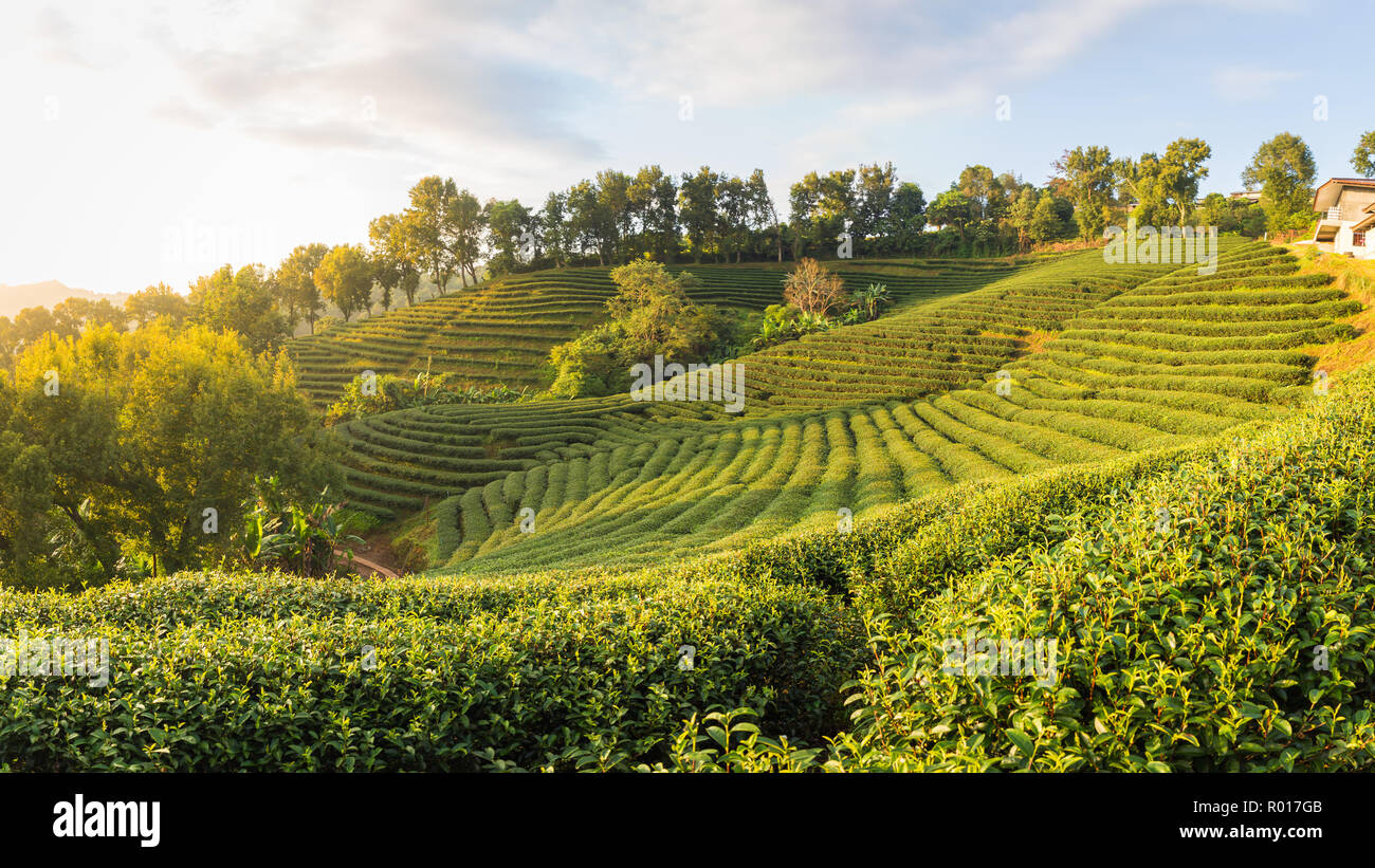 Beautiful landscape panorama view of 101 tea plantation in bright day ...