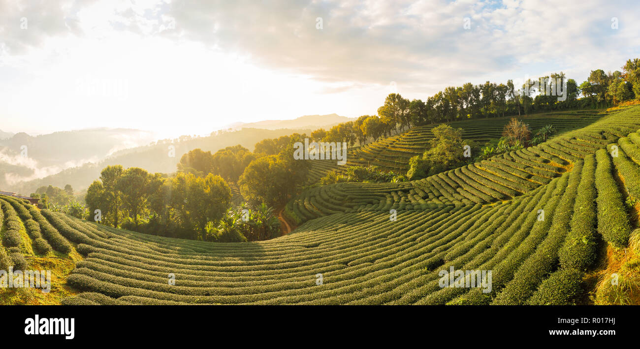 Beautiful landscape panorama view of 101 tea plantation in bright day ...