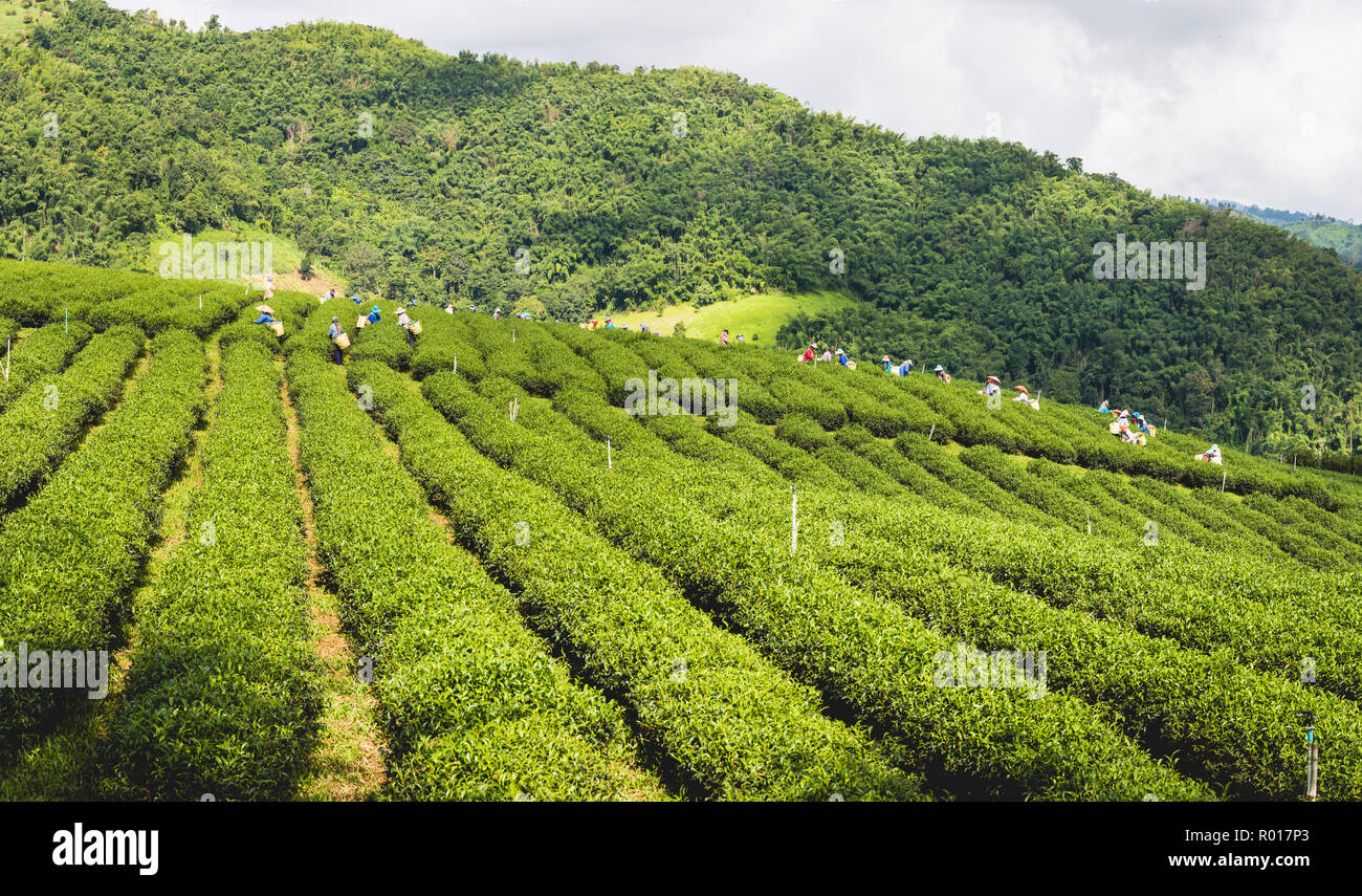 CHIANG RAI, THAILAND - SEPTEMBER 25 : Hill tribe women have a basket of ...