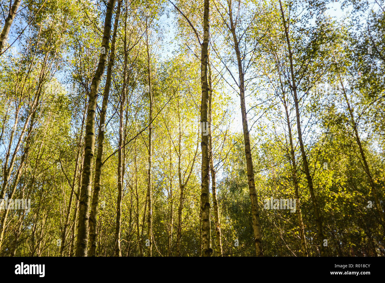 Early autumn young forest with golden leaves in golden light of early ...