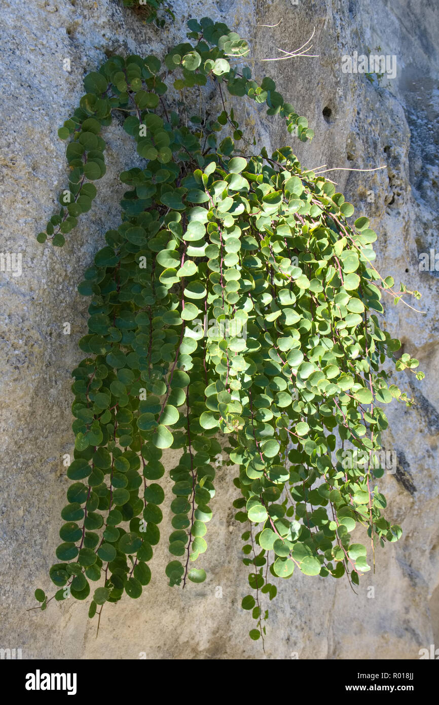 Caper plant hi-res stock photography and images - Alamy