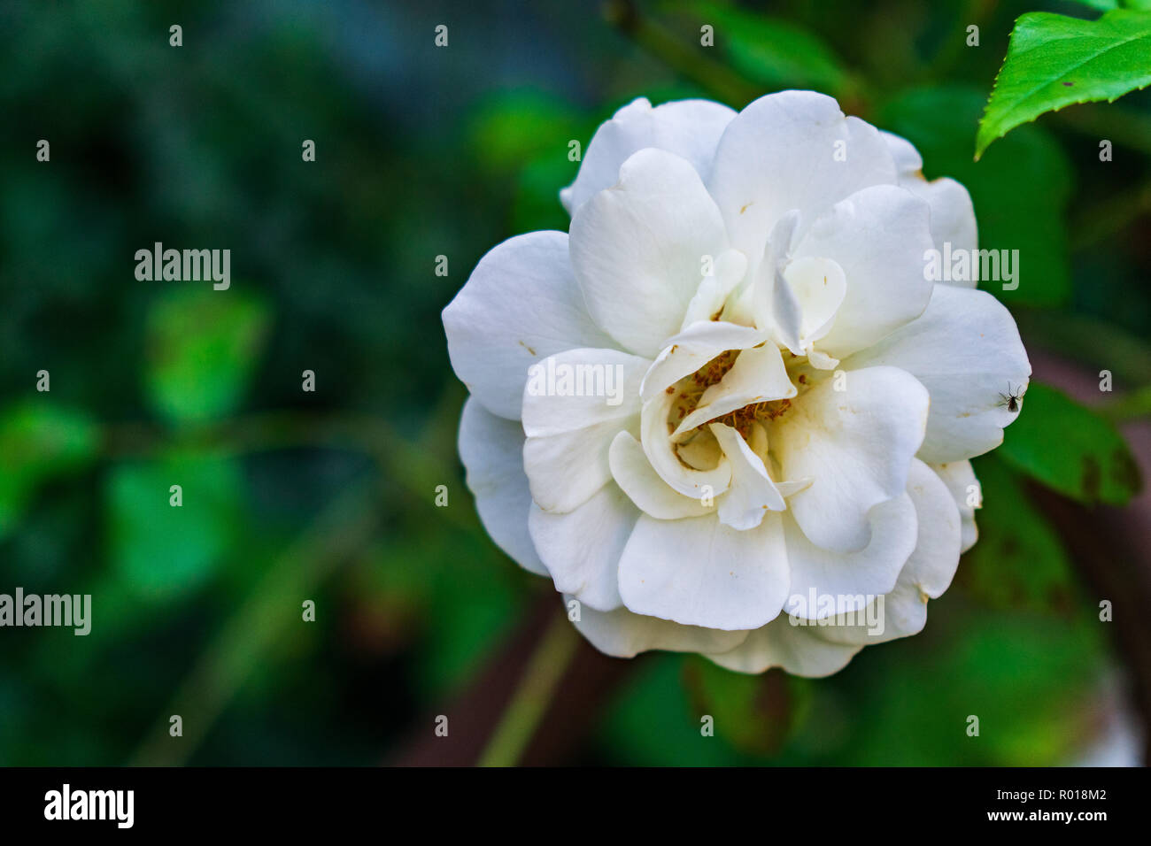 White rose art macro hi-res stock photography and images - Alamy