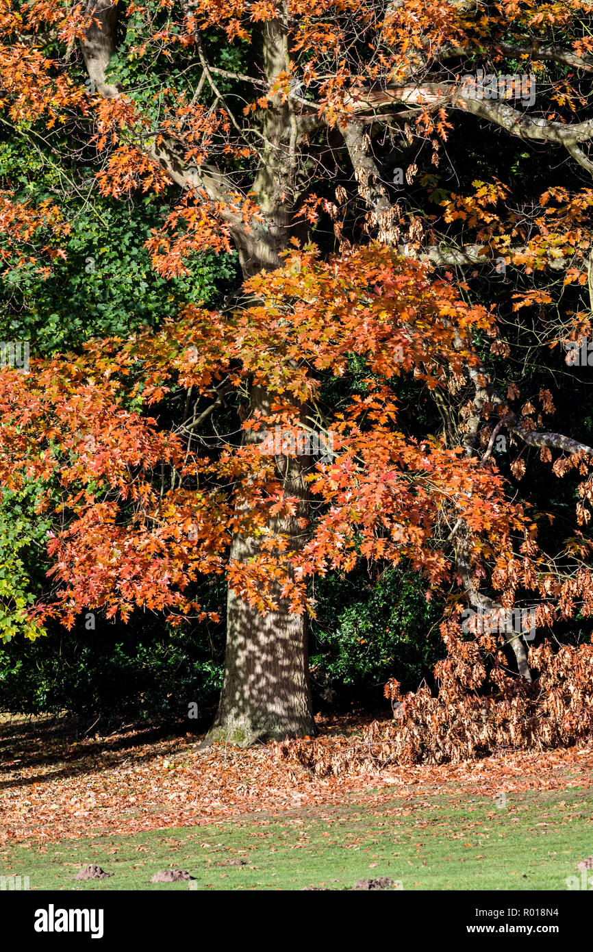 The Red Oak (Quercus rubra) tree with its leaves in full autumn colour ...