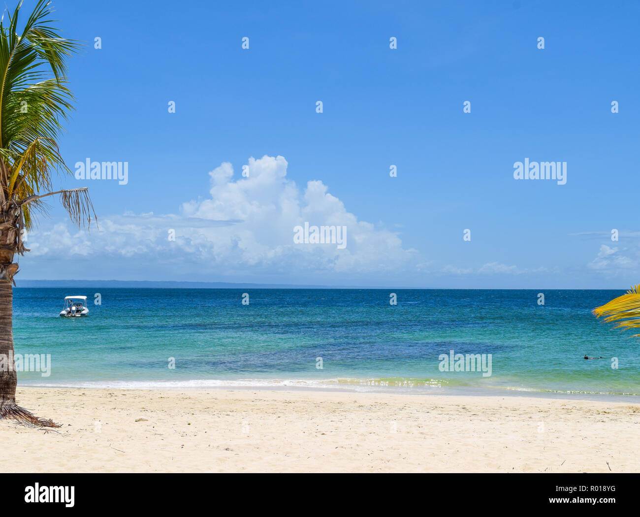 Caribbean beach with turquoise ocean, some tropical plants and palms ...