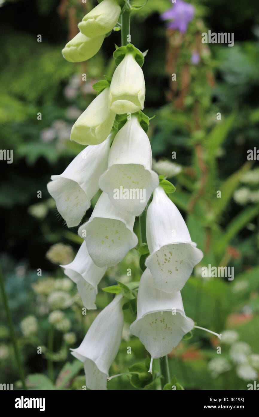White foxglove (Digitalis purpurea) flowers with green spots within the ...
