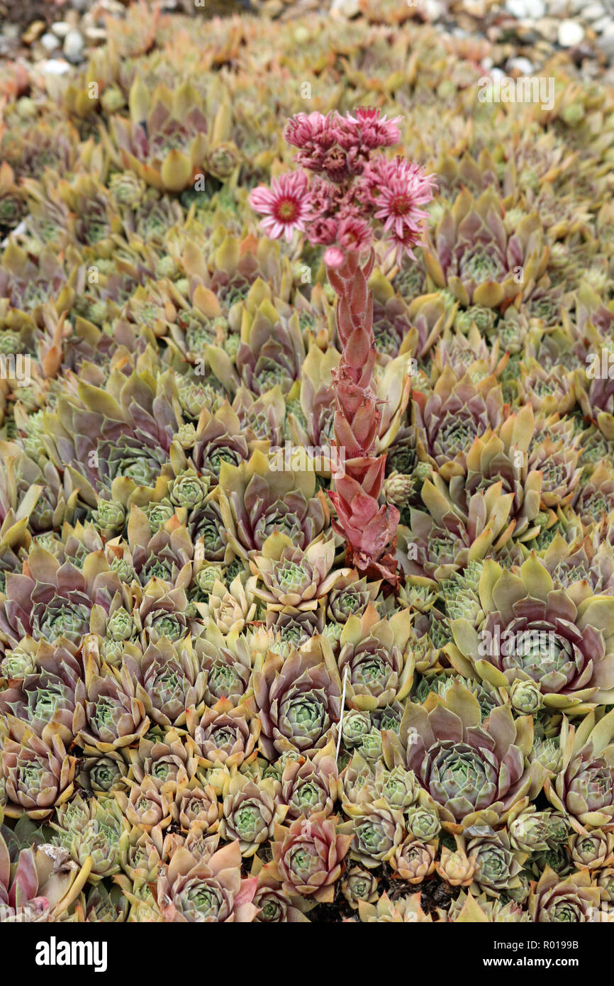Houseleek (Sempervivum) plant rosettes, also known as hens and chicks ...