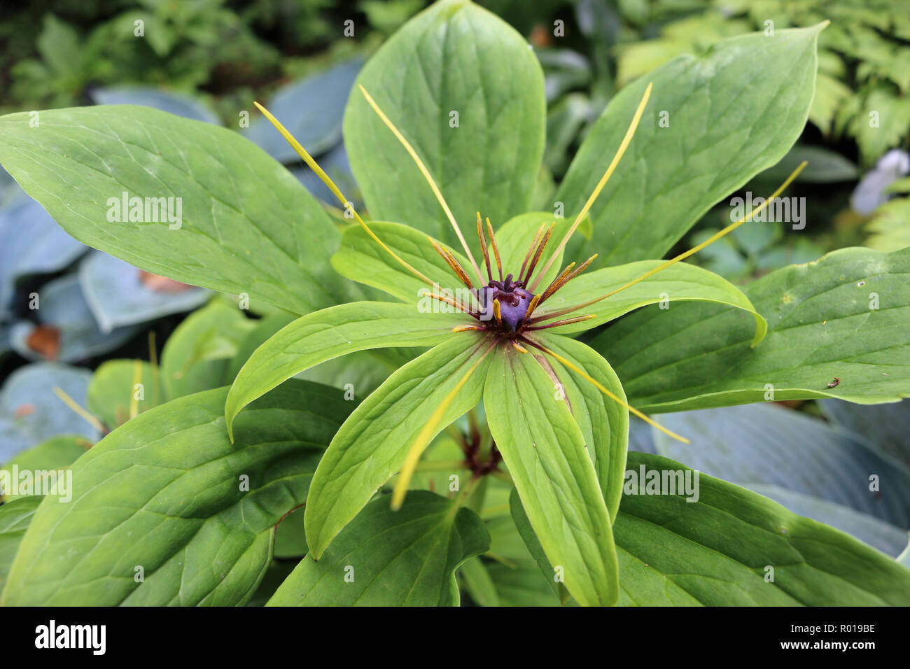 Close up of multi leaf Paris (Paris polyphylla) plant in flower with a ...