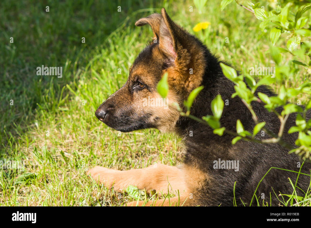 Very young German Shepherd Dog in garden Stock Photo - Alamy