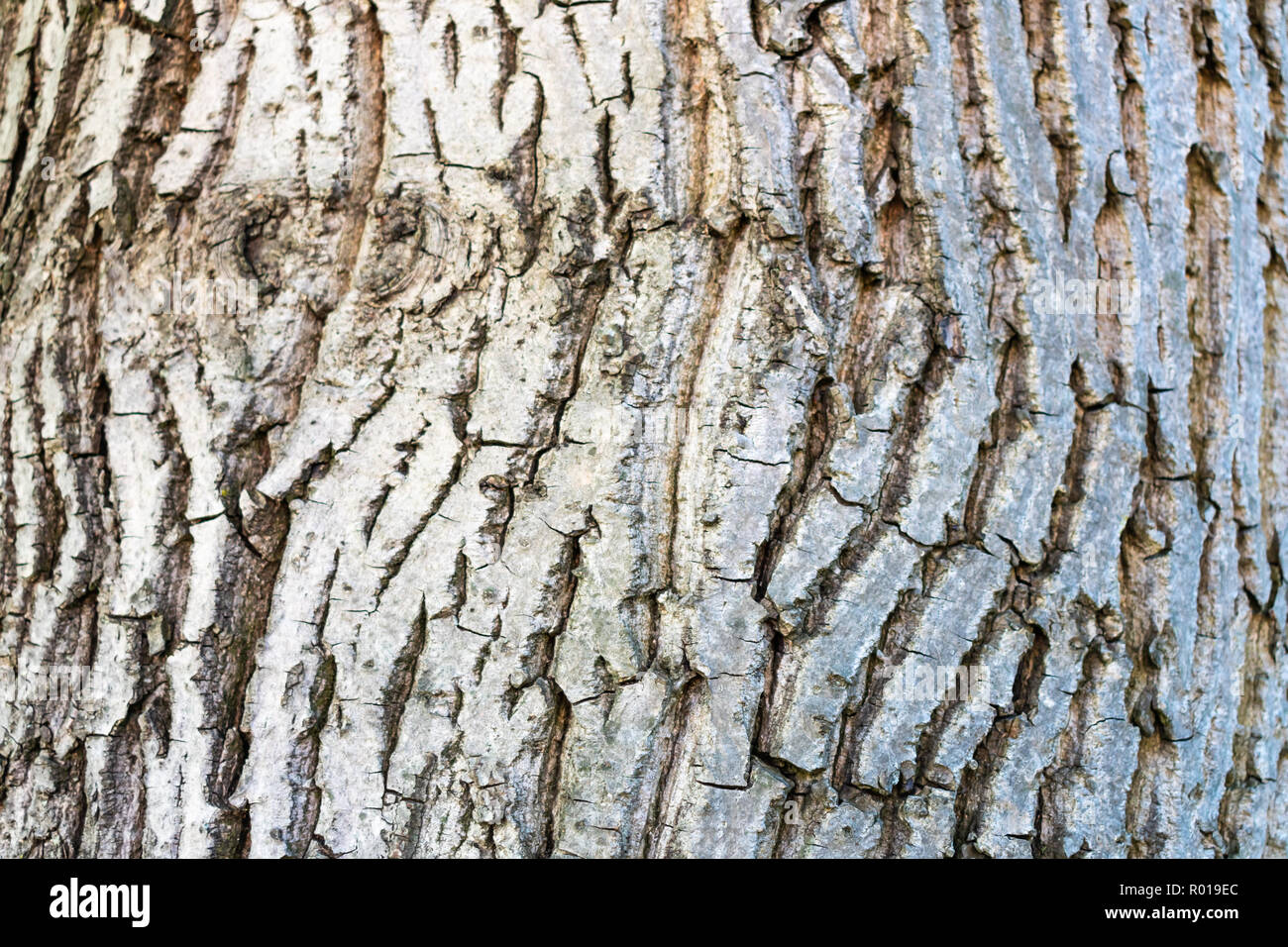 Bark of a walnut tree Stock Photo - Alamy