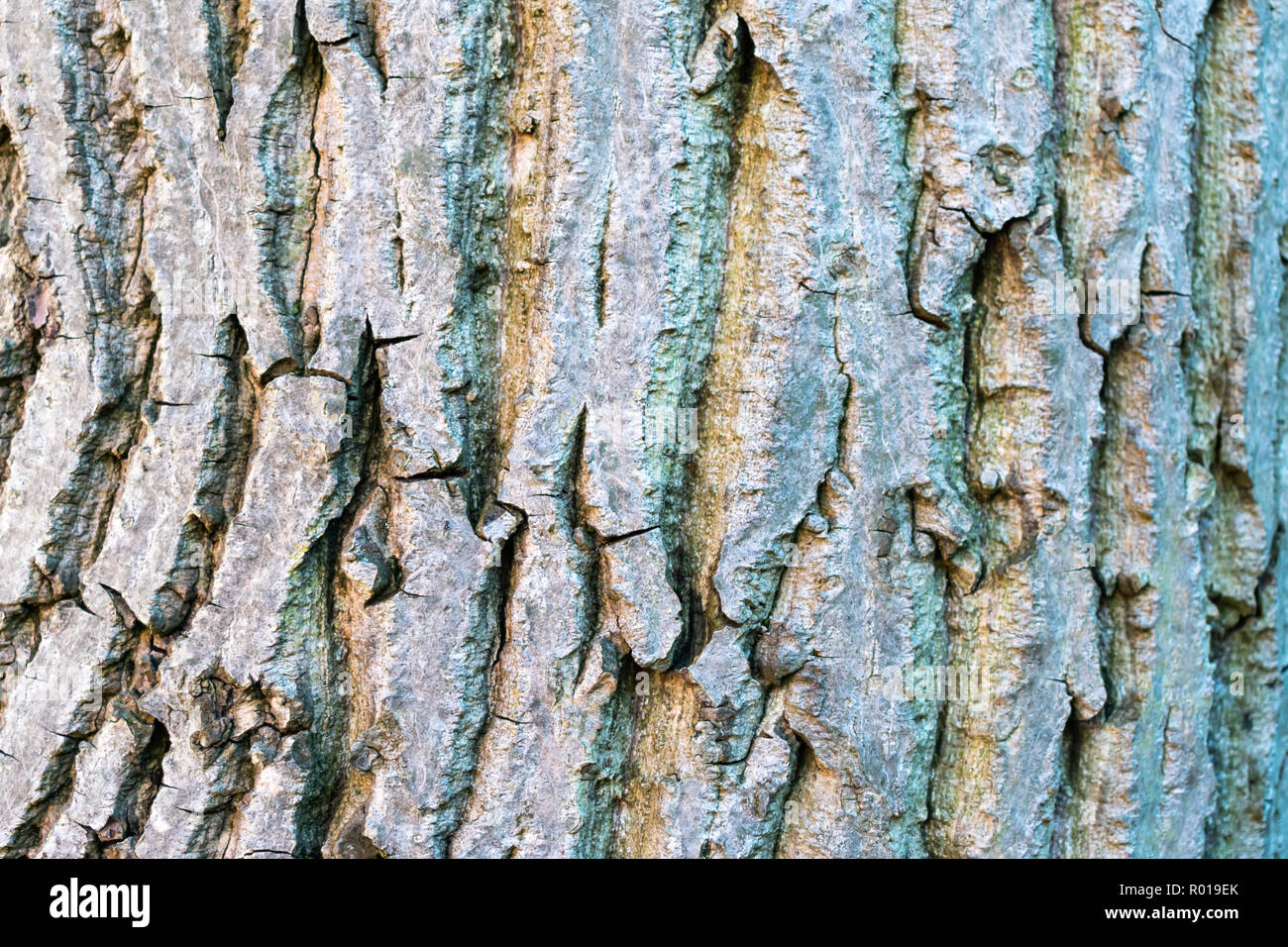 Bark of a walnut tree Stock Photo - Alamy