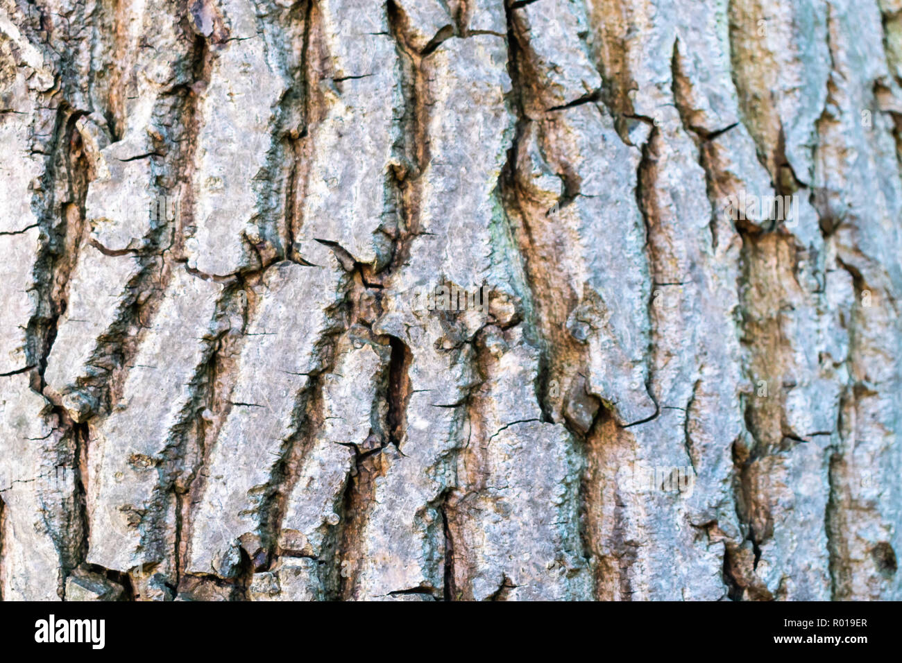 Bark Old Walnut Tree High Resolution Stock Photography and Images - Alamy