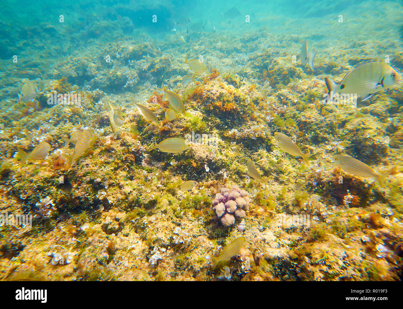 Reef fishes in mediterranean sea hi-res stock photography and images ...