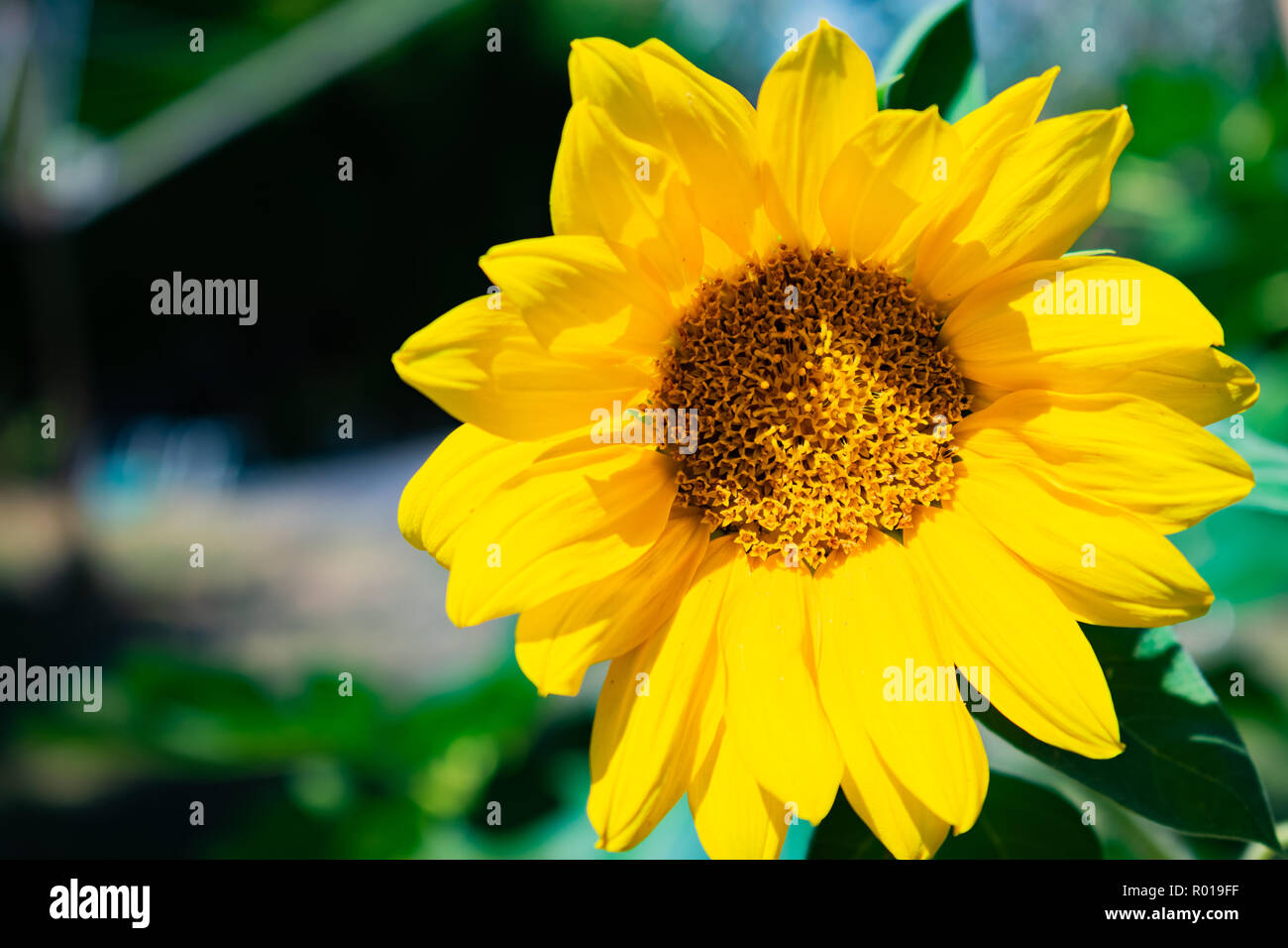 Summer sunflower green Stock Photo - Alamy