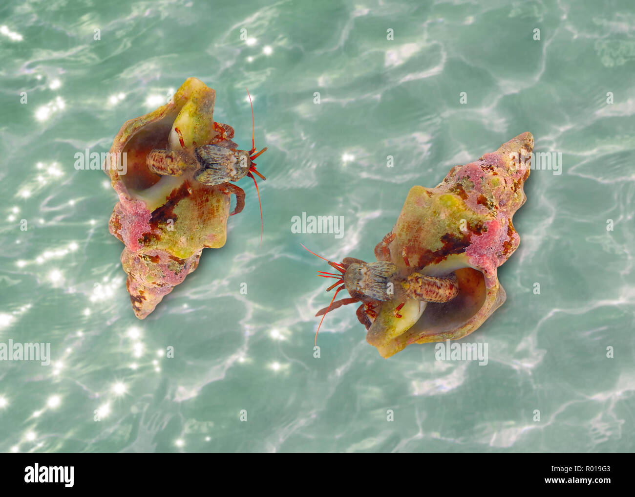 Caribbean conch shells detail hi-res stock photography and images - Alamy