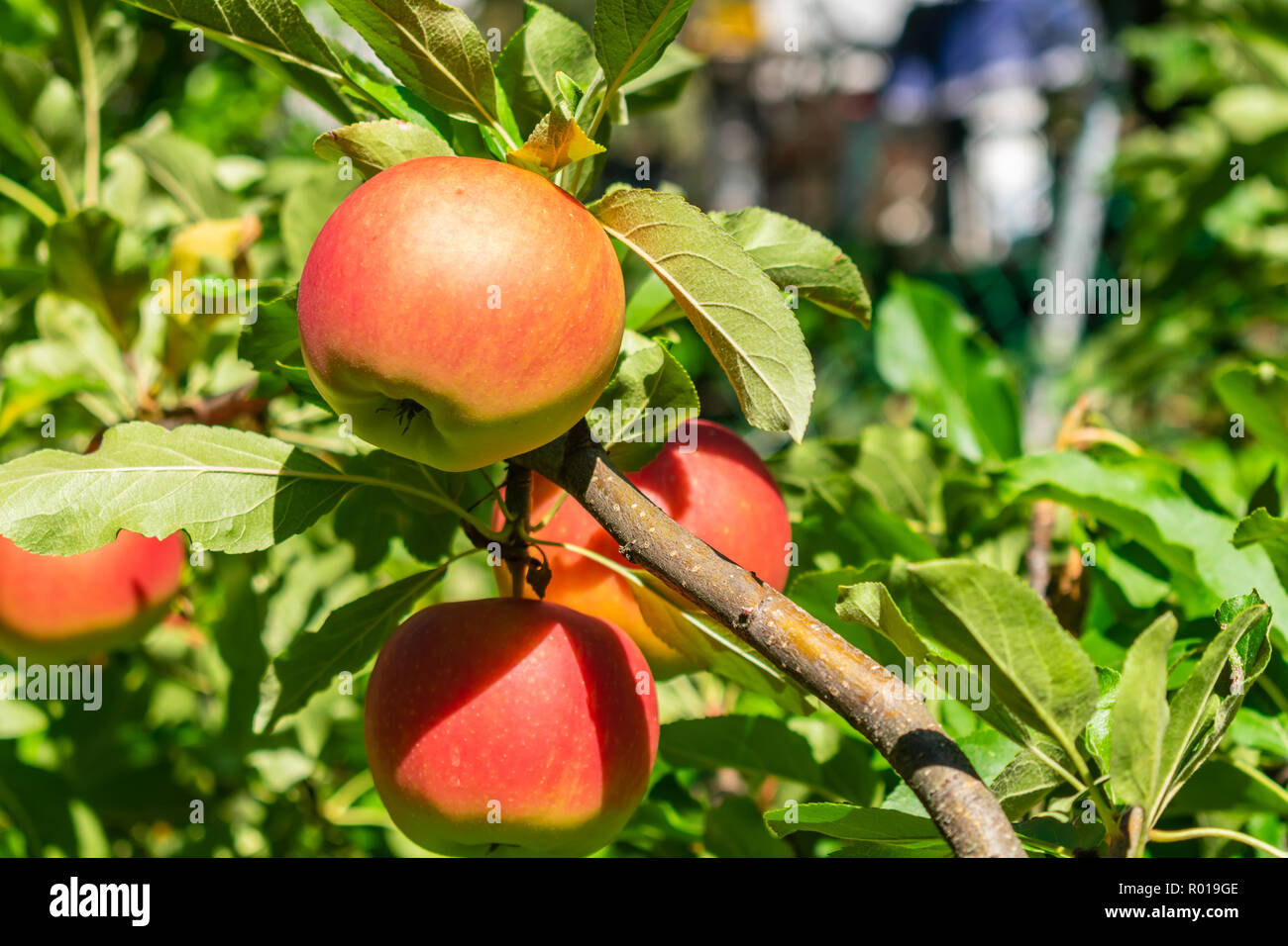 red apple tree Stock Photo - Alamy