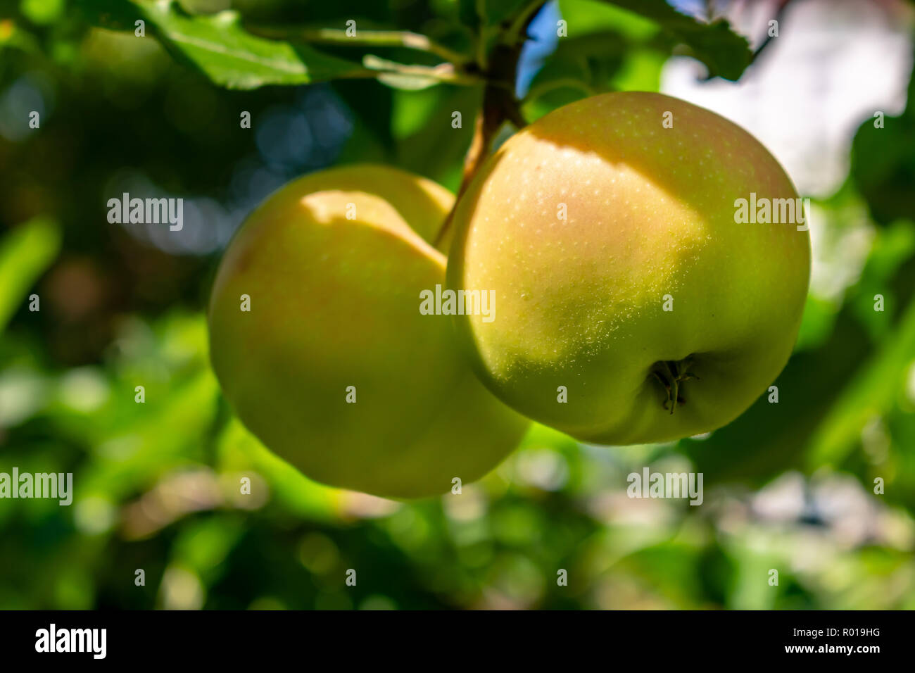 Beautiful couple of apples on the tree Stock Photo - Alamy