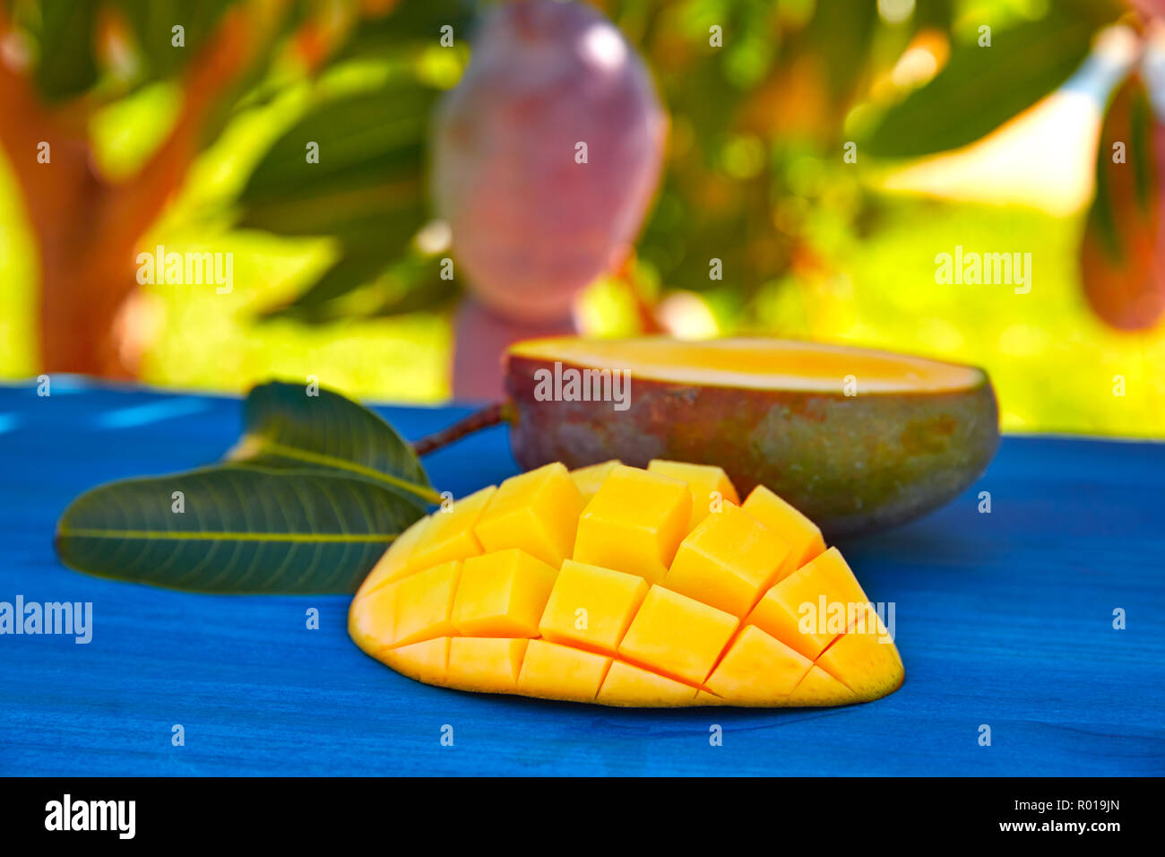 Mango tree prepared fruit hi-res stock photography and images - Alamy