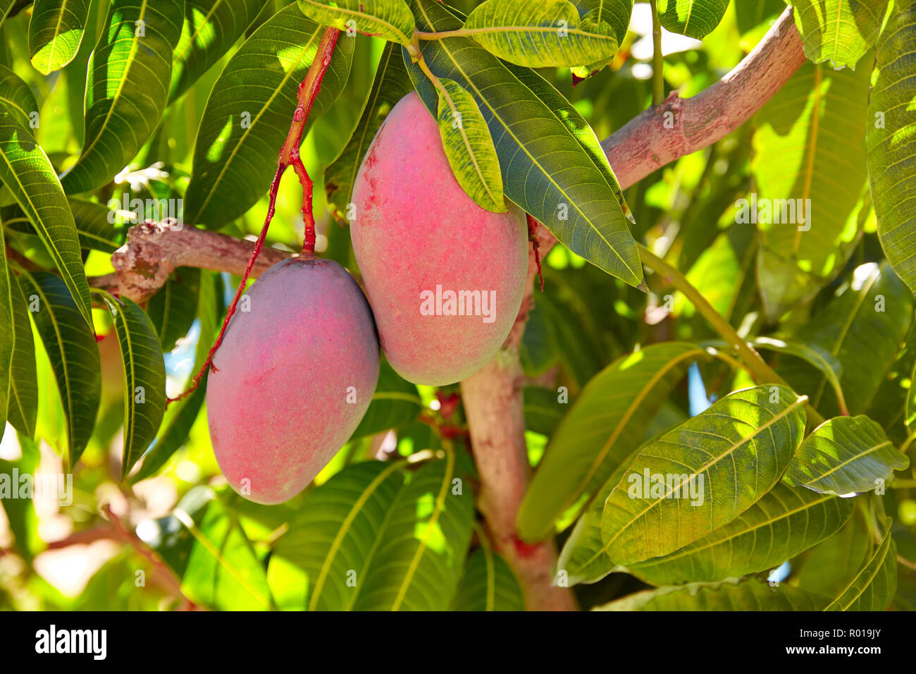 Mango tree with hanging mango fruits outdoor Stock Photo - Alamy