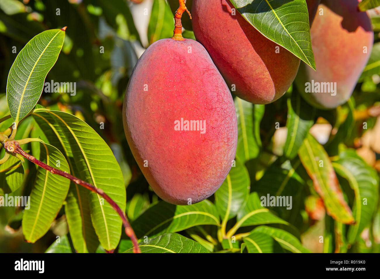 Mango tree with hanging mango fruits outdoor Stock Photo - Alamy