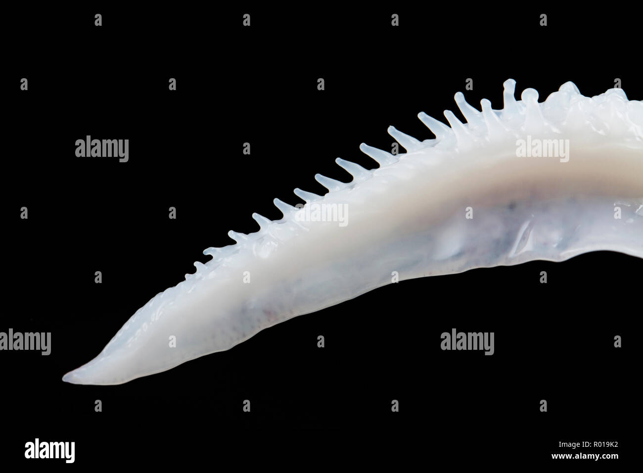 Cephalopod sperm hi-res stock photography and images - Alamy