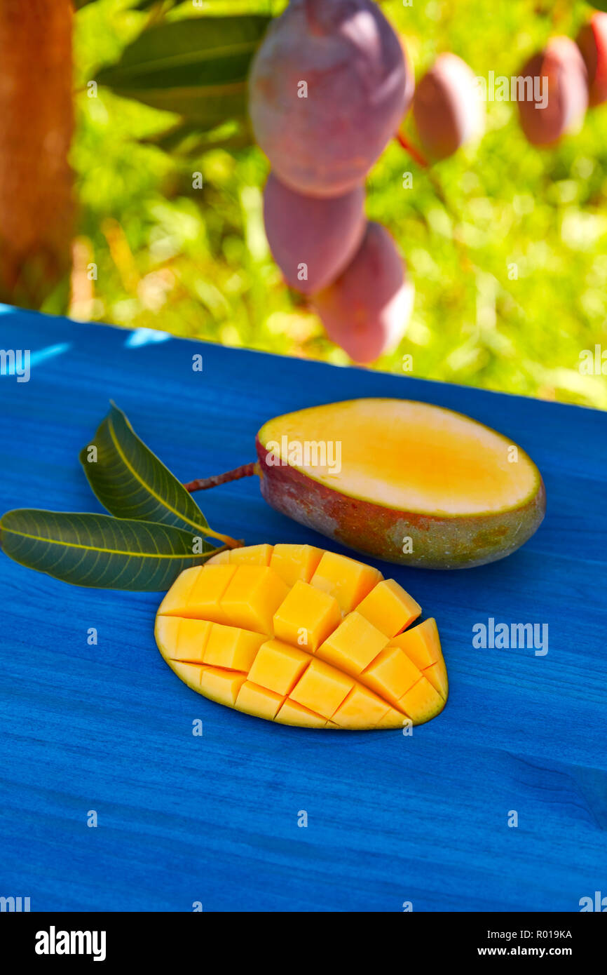 Mango tree with prepared mango fruit on blue table Stock Photo - Alamy