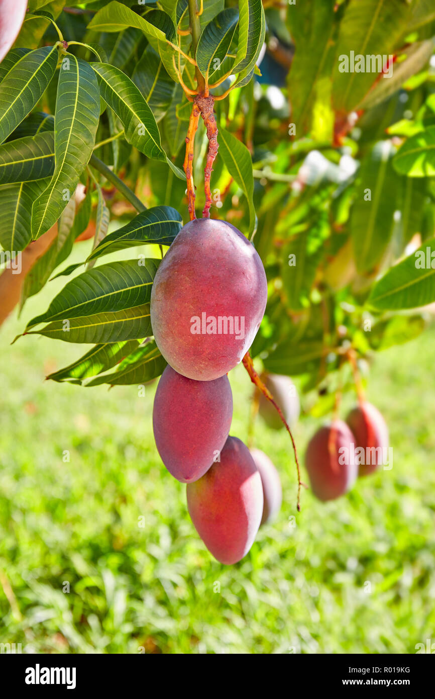 Mango tree with hanging mango fruits outdoor Stock Photo - Alamy