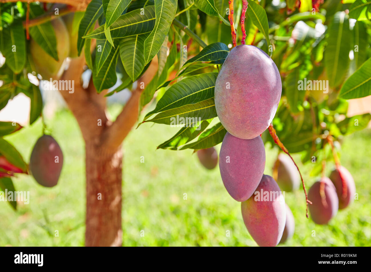 Mango tree with hanging mango fruits outdoor Stock Photo - Alamy