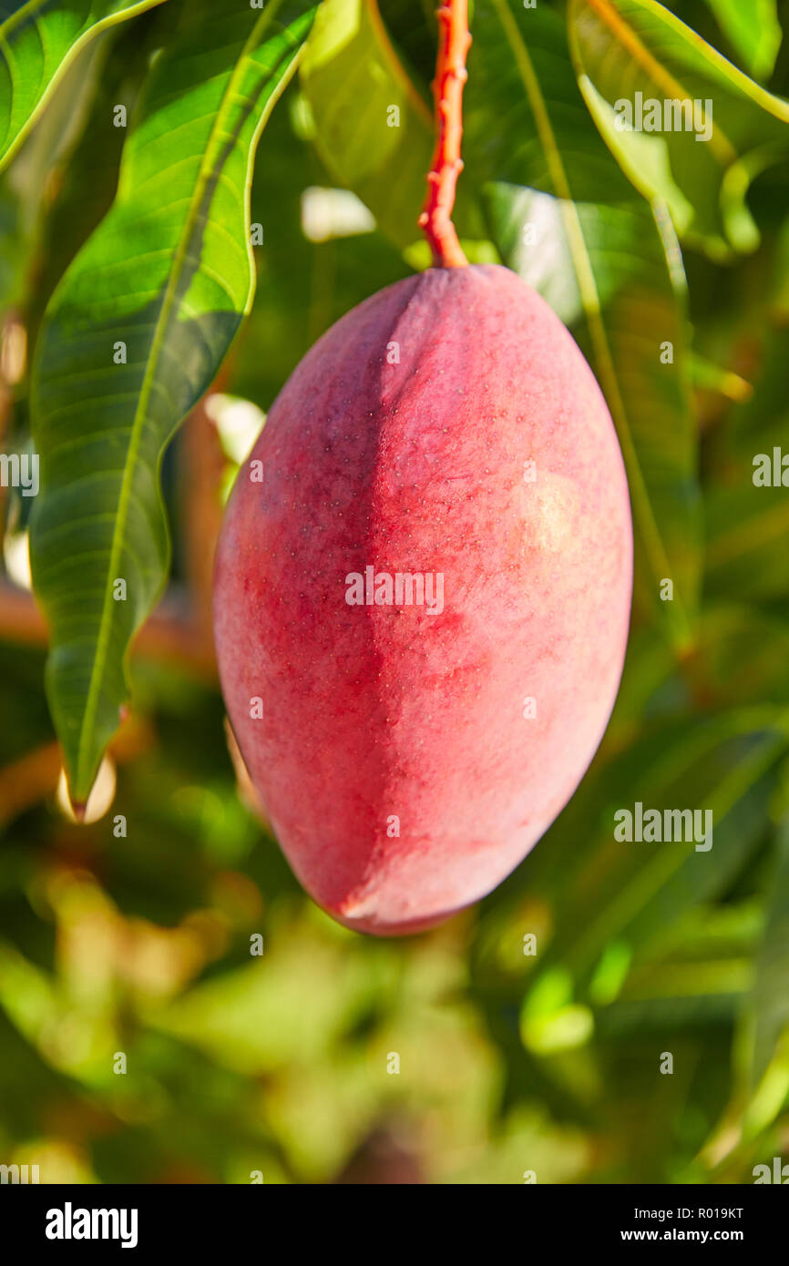 Mango tree with hanging mango fruits outdoor Stock Photo - Alamy