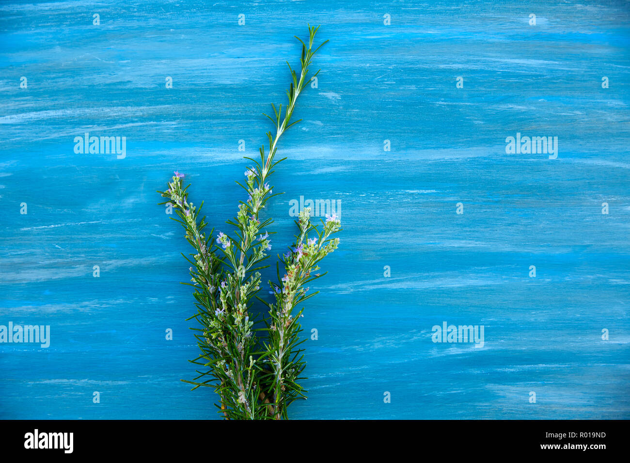 aromatic rosemary plant on grunge blue background Stock Photo - Alamy