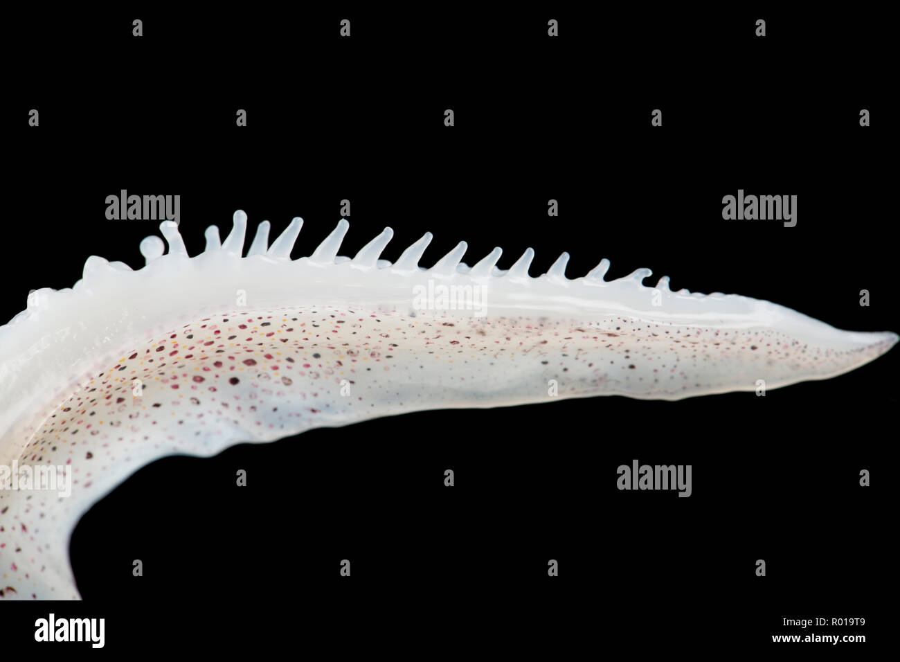 Hectocotylus High Resolution Stock Photography and Images - Alamy