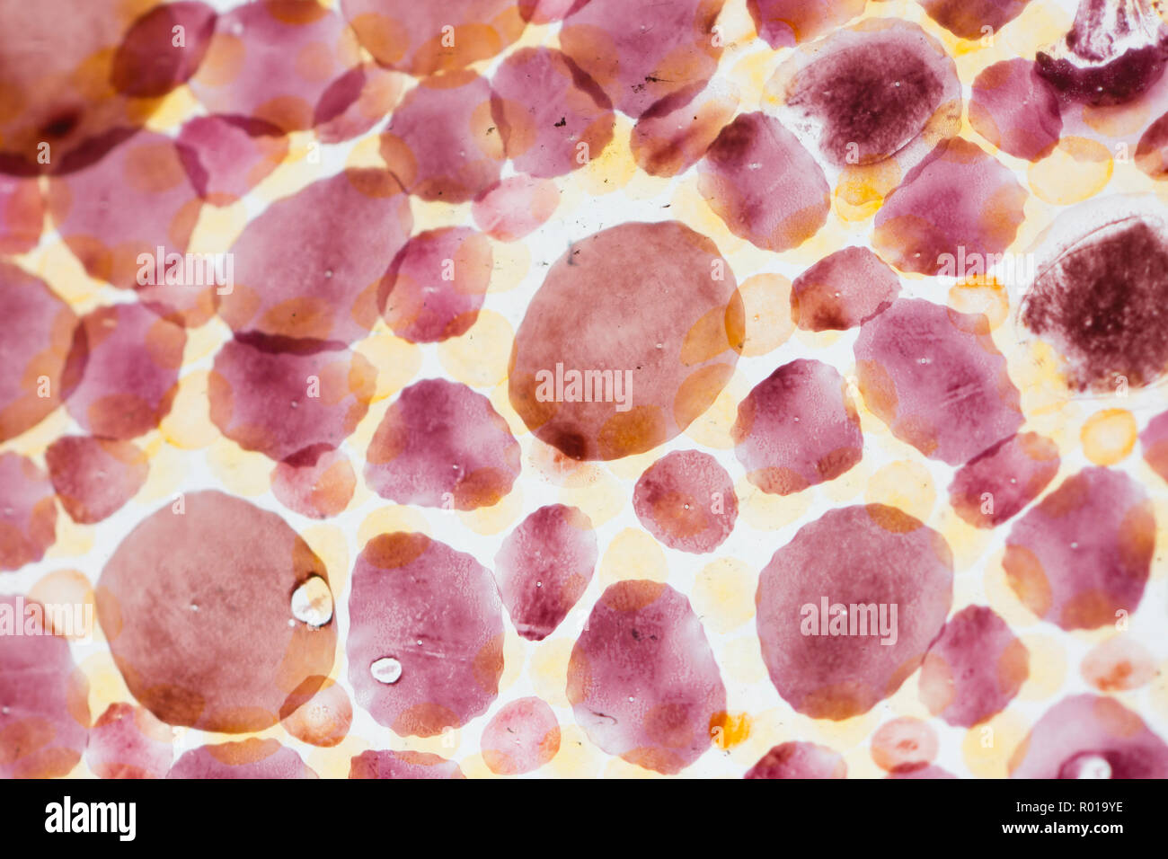 Squid skin cells hi-res stock photography and images - Alamy