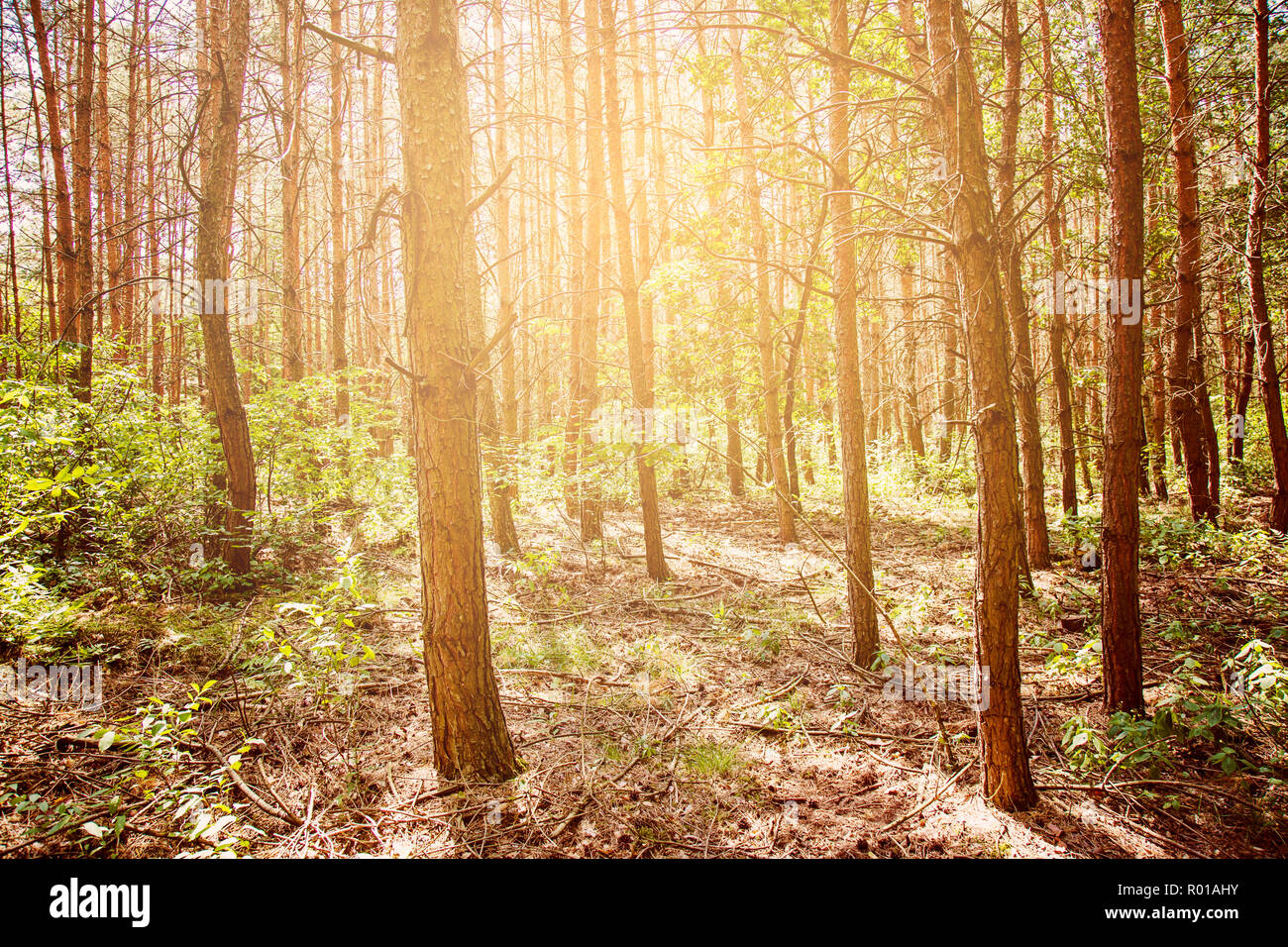 Soft yellow light hi-res stock photography and images - Alamy