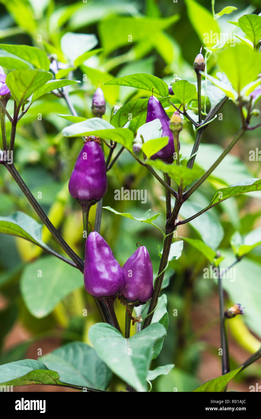 closeup of a plant of capsicum annuum with small purple peppers Stock ...