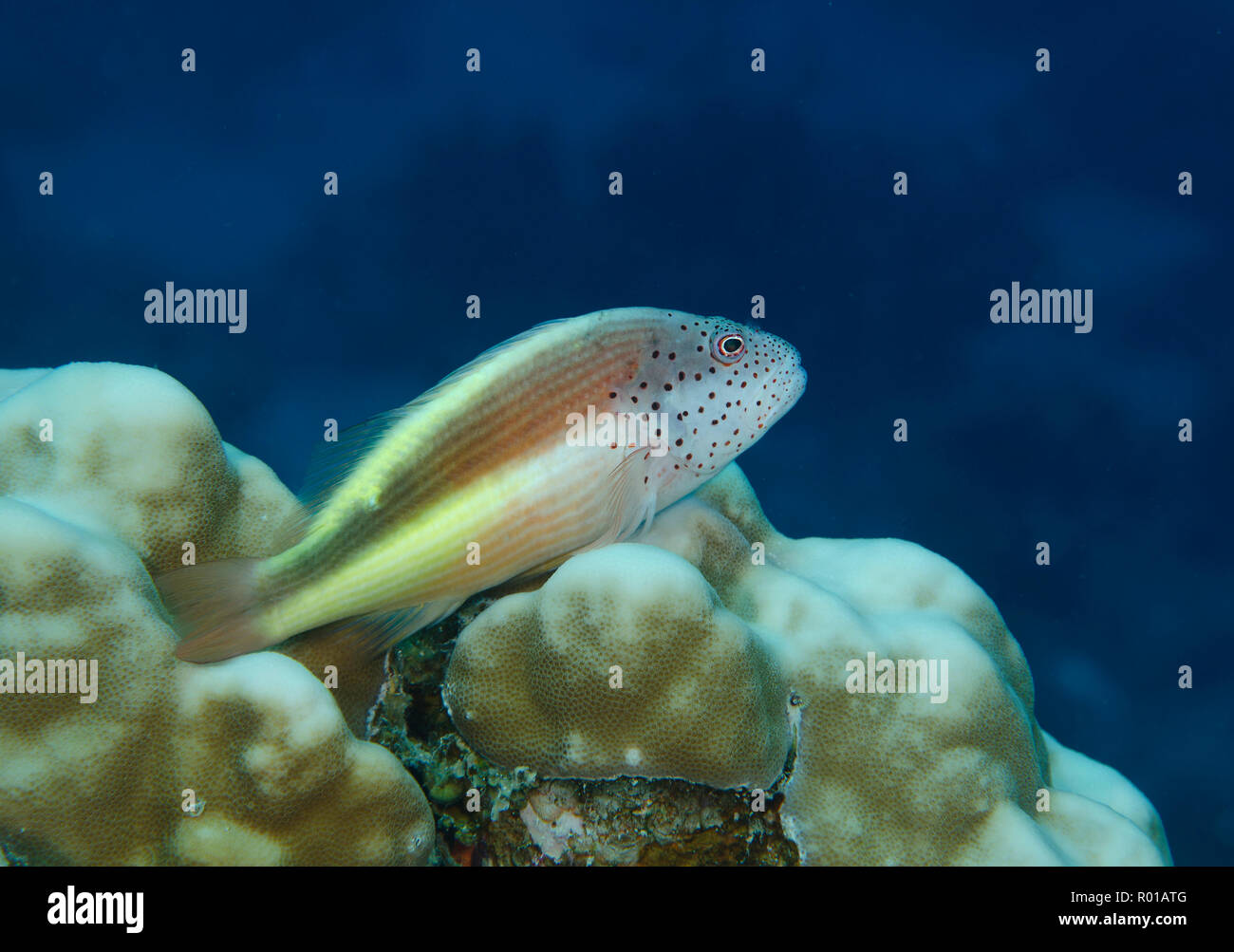 Black-sided hawkfish, Freckled hawkfish or Forster's hawkfish ...