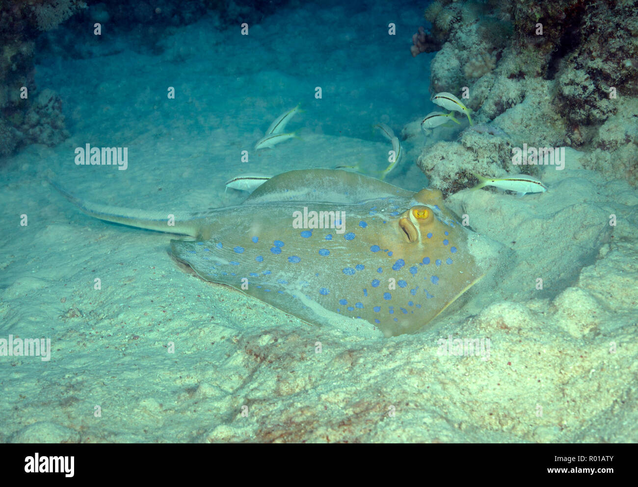Blue spotted Stingray or Bluespotted ribbontail ray, Taeniura lymma ...