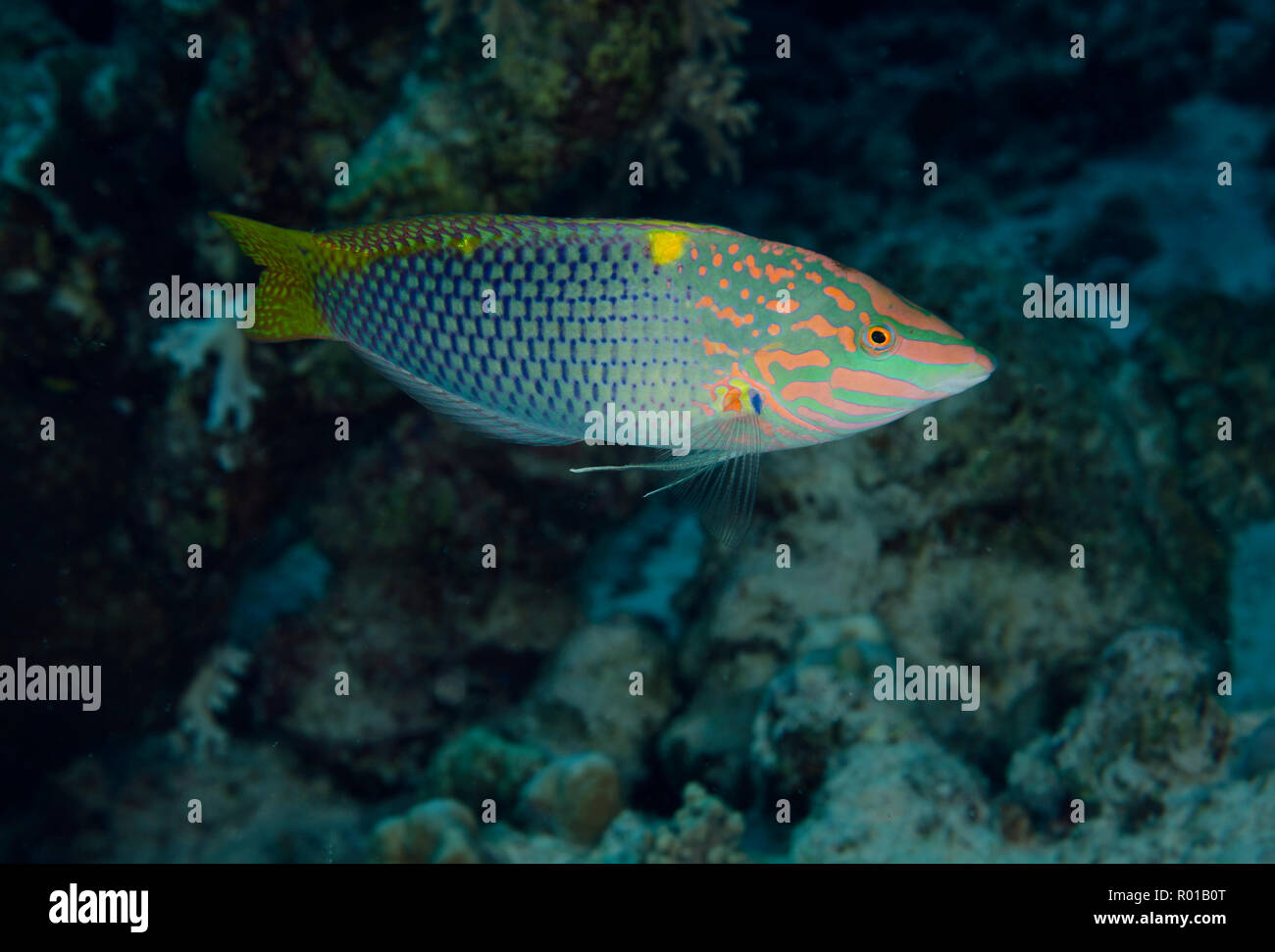 Checkerboard Wrasse, Halichoeres hortulanus, on coral reef in Hamata ...
