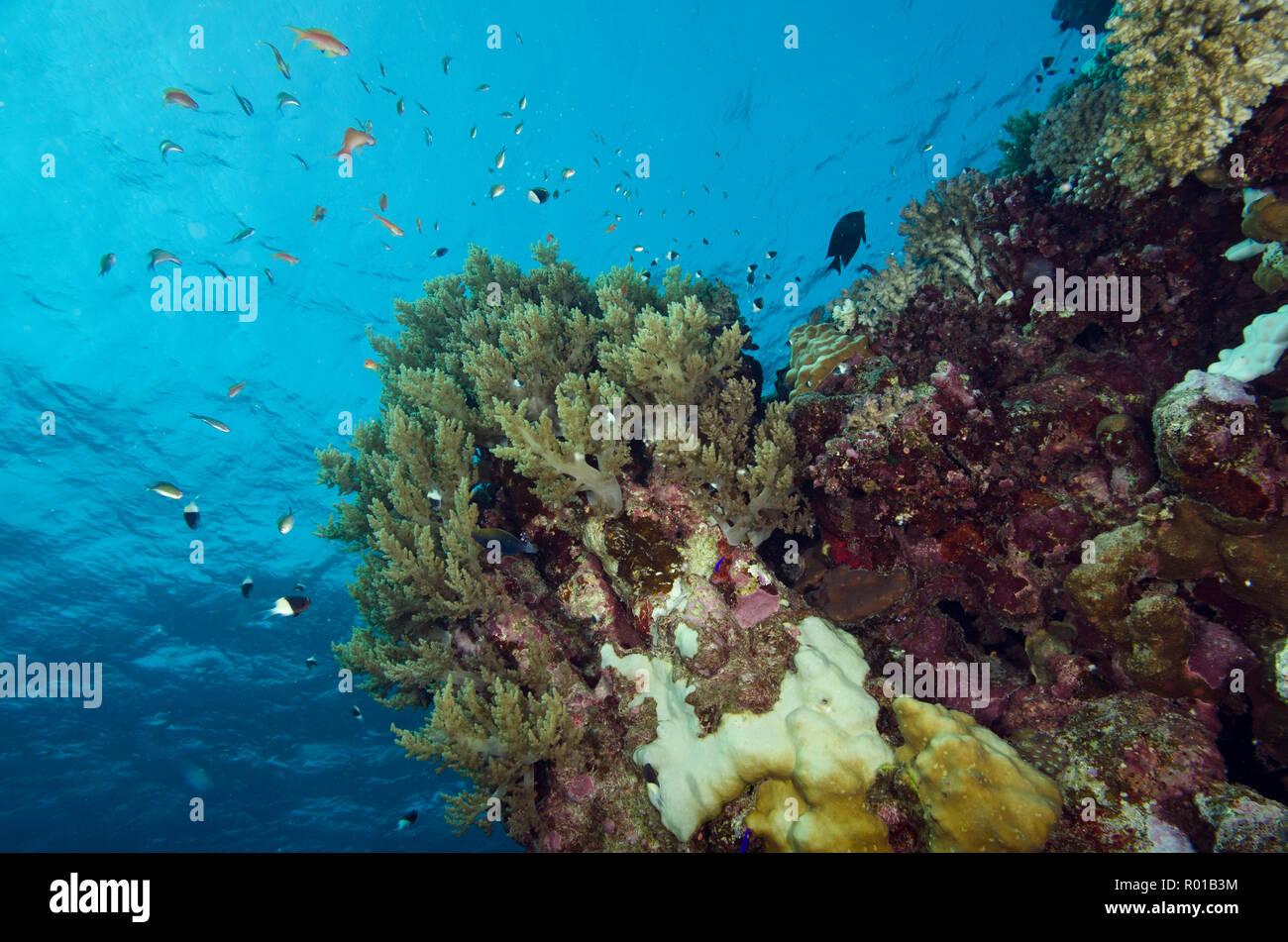 coral reef, Hamata, Red Sea, Egypt Stock Photo - Alamy