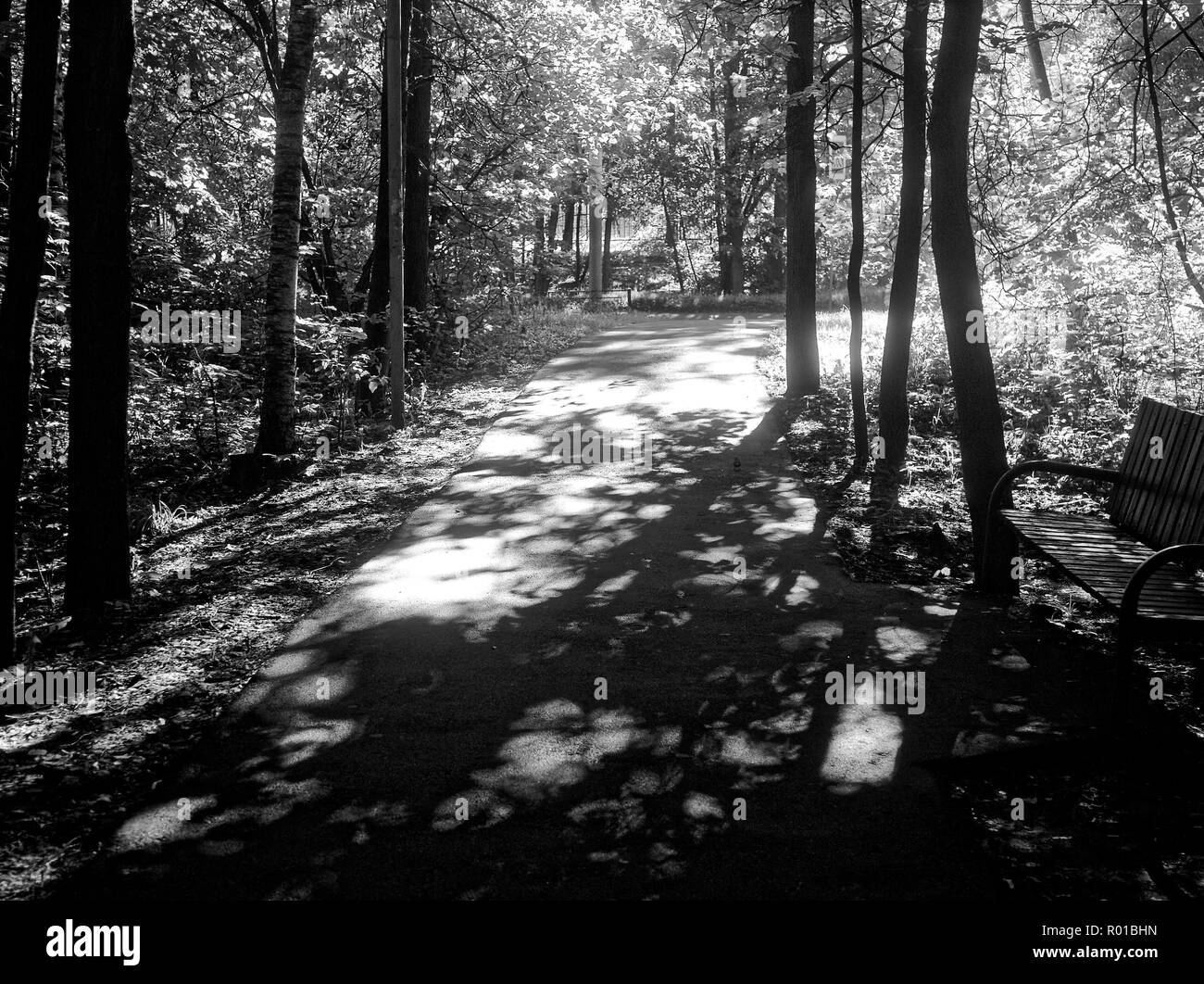 the shadow of the trees in the Park in the summer, black-and-white ...